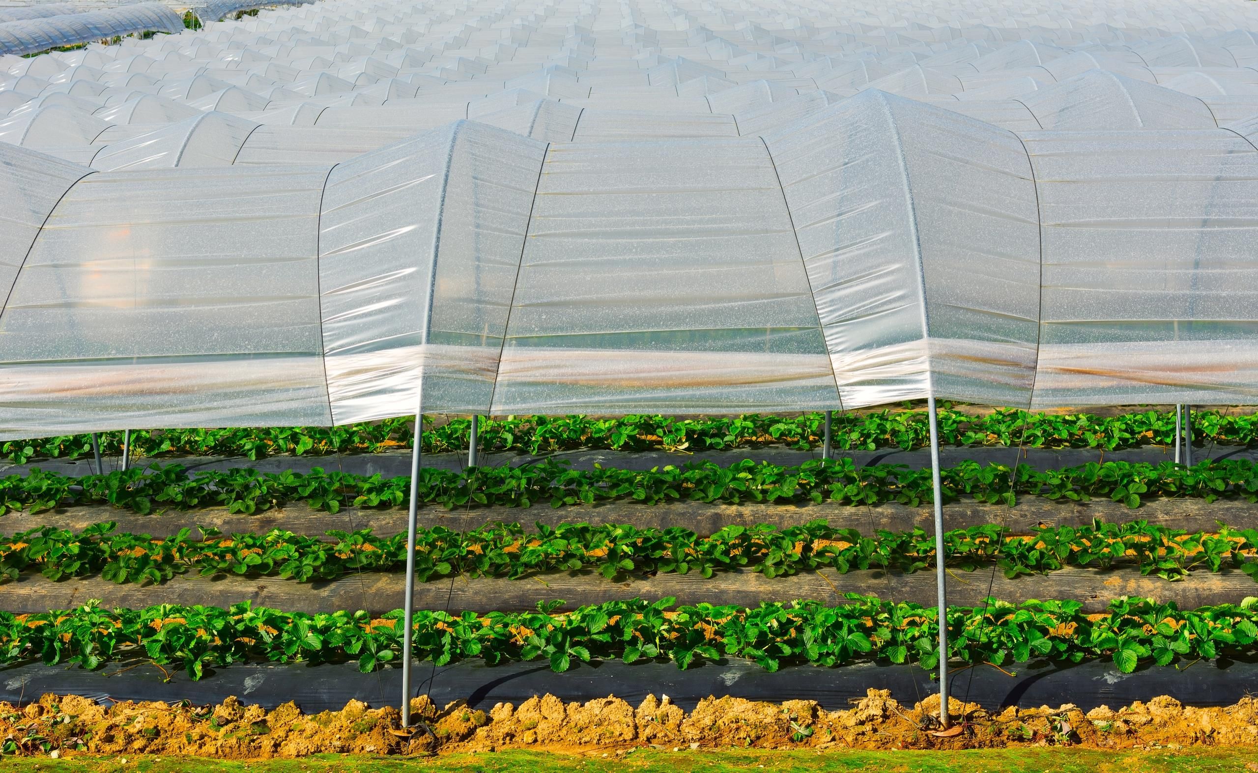 Folia Tunelowa Ogrodnicza 10X33M Uv 4 Sezony - Ceny i opinie - Ceneo.pl