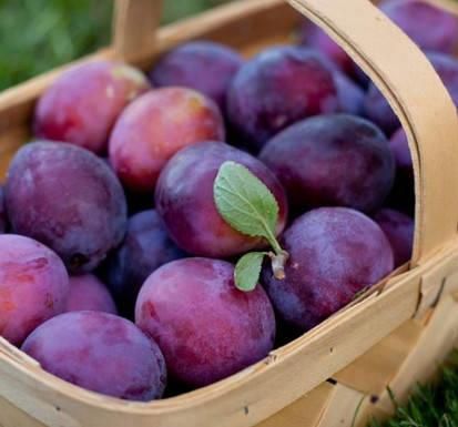 Śliwa Typu Kalipso Odchodzi Od Pestki Sadzonka - Ceny i opinie - Ceneo.pl