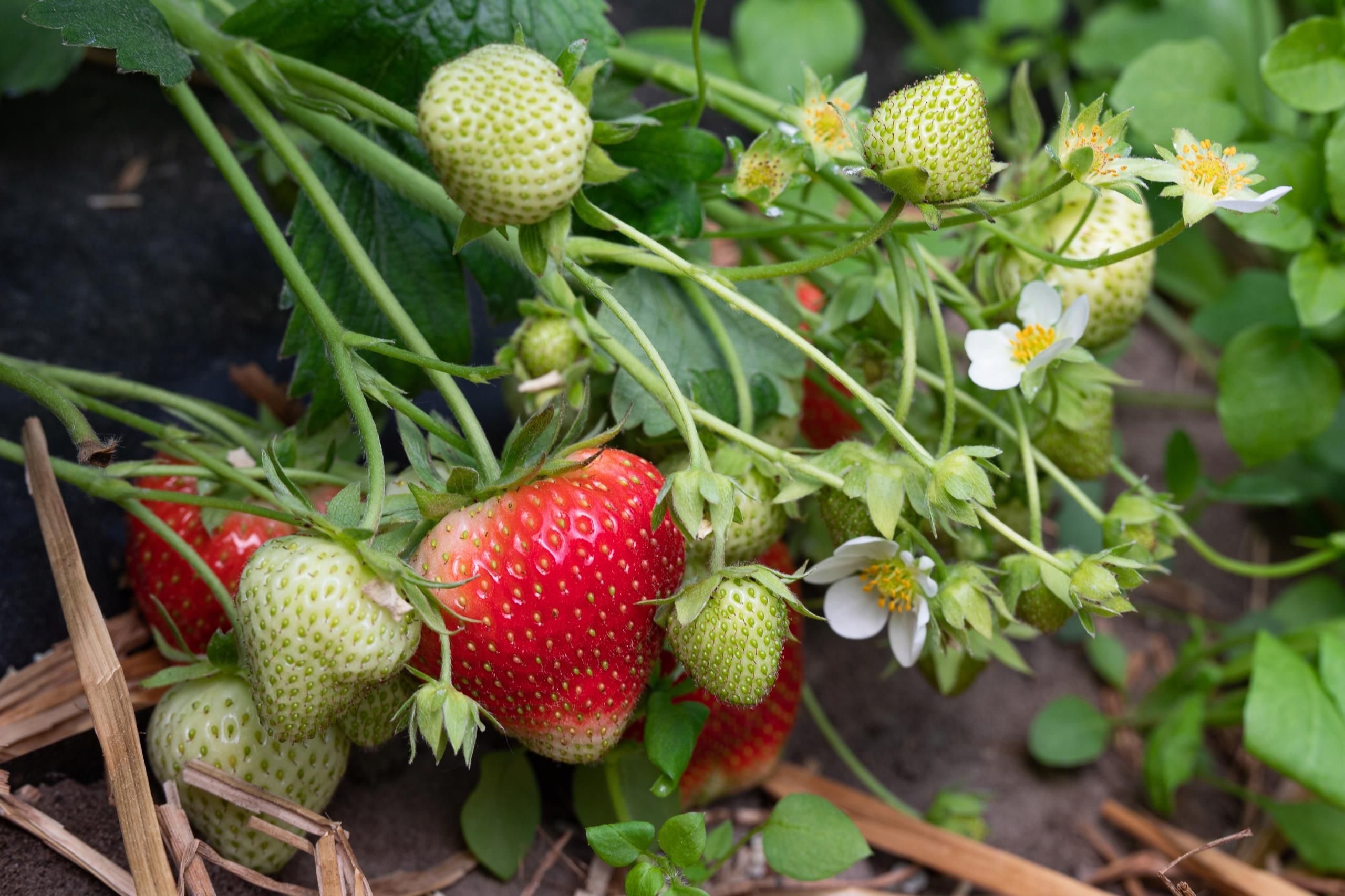 Sadzonki Truskawek Honeoye Flanc Truskawki Wczesna - Ceny i opinie ...