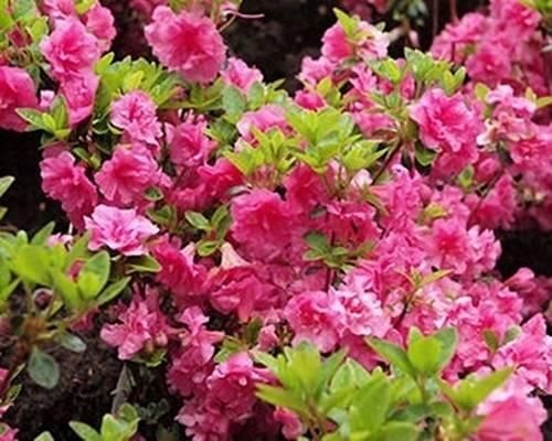 Azalia Japońska Rosa King Różowa Rhododendron P9 - Ceny i opinie - Ceneo.pl