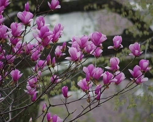 Magnolia Purpurowa Nigra Magnolia Liliiflora P9 - Ceny i opinie - Ceneo.pl