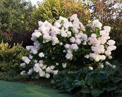 Hortensja Bukietowa Phantom Hydrangea Sadzonka P9 - Ceny i opinie ...