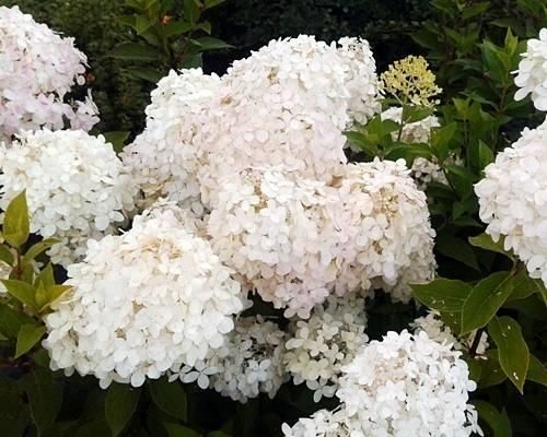 Hortensja Bukietowa Phantom Hydrangea Sadzonka P9 - Ceny i opinie ...