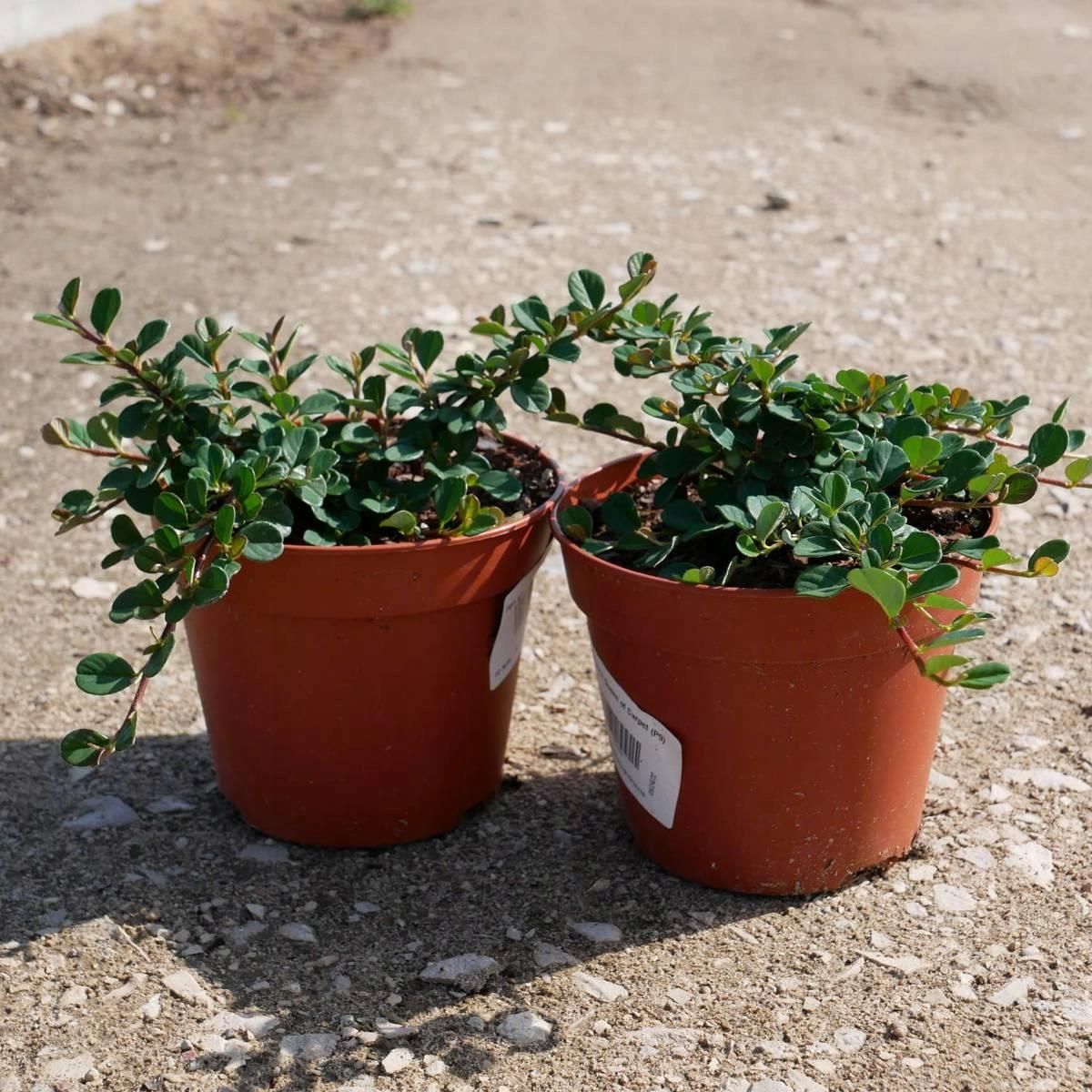 Irga Płożąca Queen Of Carpet Sadzonka - Ceny i opinie - Ceneo.pl