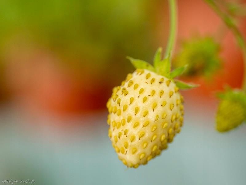 Poziomka Wisząca Żółta B. Duża Sadz. C5 - Ceny i opinie - Ceneo.pl