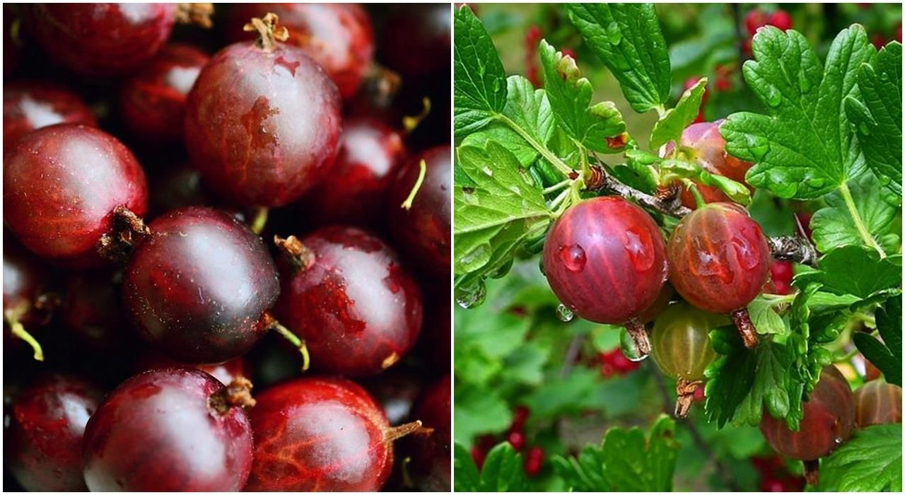 Agrest Bezkolcowy Spine Free Na Pniu/ Duże Owoce - Ceny i opinie - Ceneo.pl