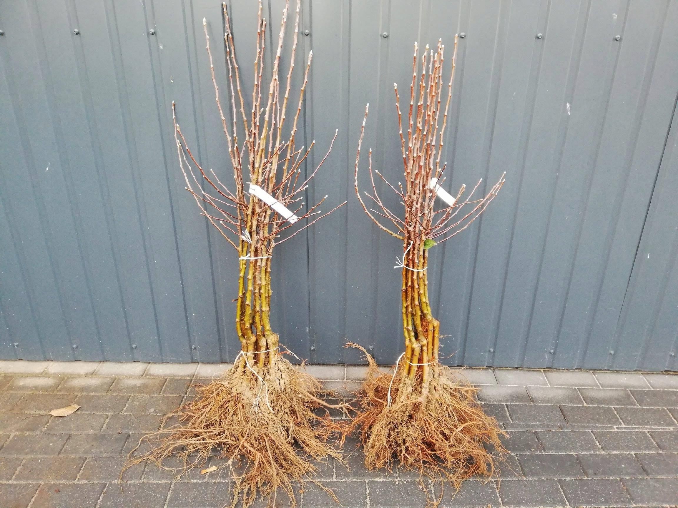 Jabłoń Kolumnowa Fantazja Nr 253A - Ceny i opinie - Ceneo.pl