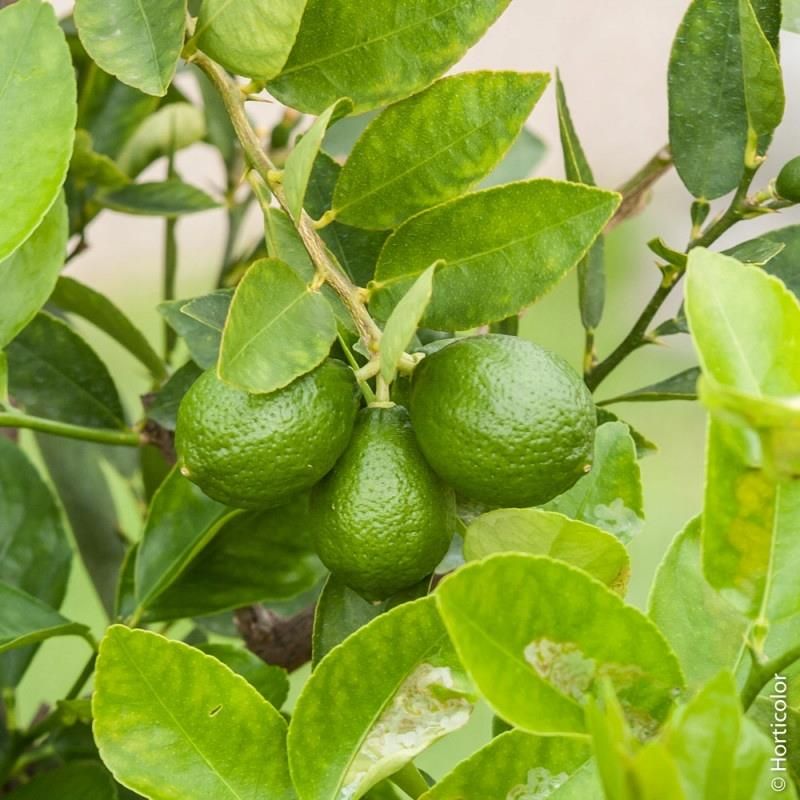 Limeta Kwaśna Limonka Wodka Lime Sadzonka P12 - Ceny i opinie - Ceneo.pl