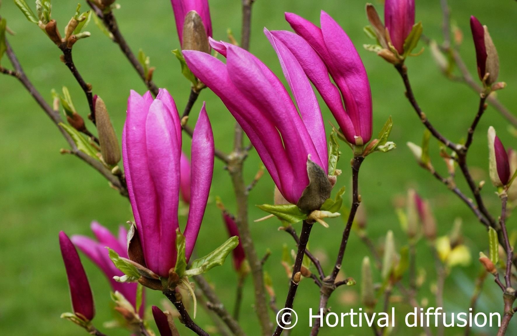 Magnolia Susan - Ceny i opinie - Ceneo.pl