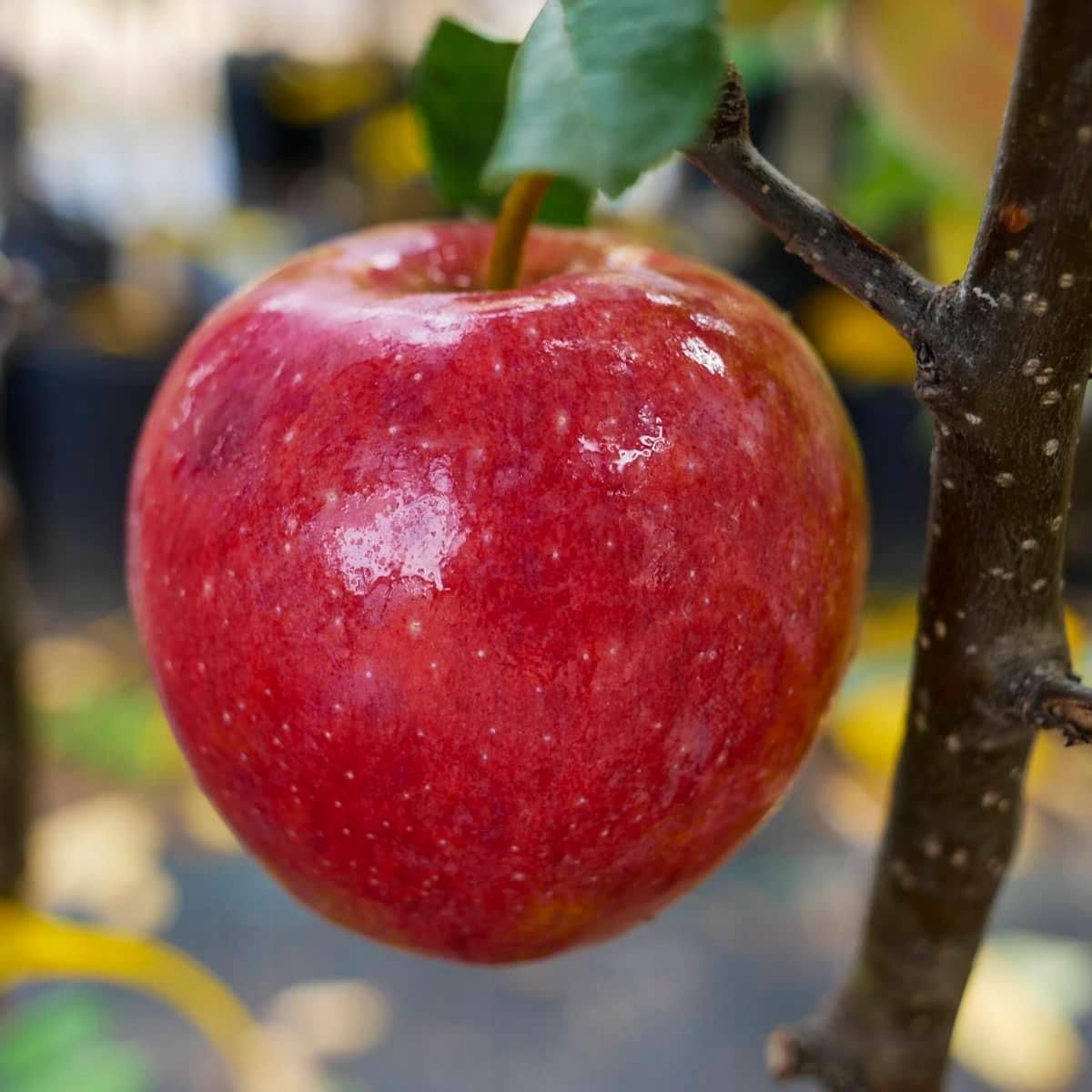 Jabłoń Julka Odporna Na Parcha - Ceny i opinie - Ceneo.pl