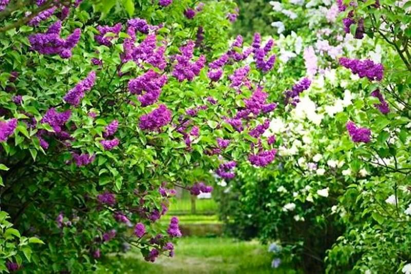 Lilak Bez Charles Joly Krzew Piękny Zapach Bordowy - Ceny i opinie ...