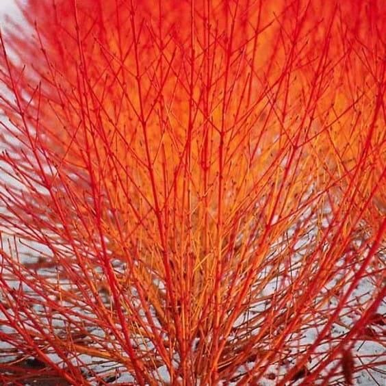 Cornus Sanguinea Annies Winter Orange Krzew - Ceny i opinie - Ceneo.pl