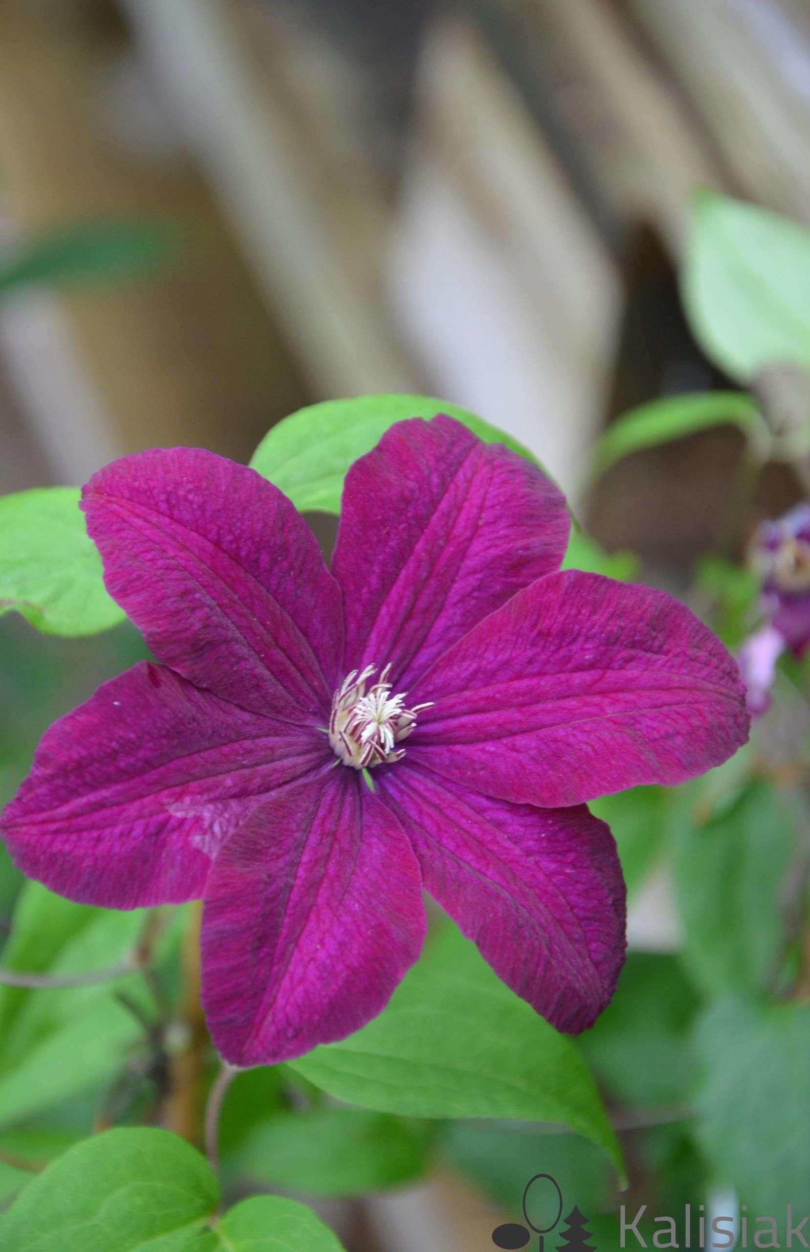 Clematis 'Rouge Cardinal' Powojnik 70-90cm 2L - Ceny i opinie - Ceneo.pl