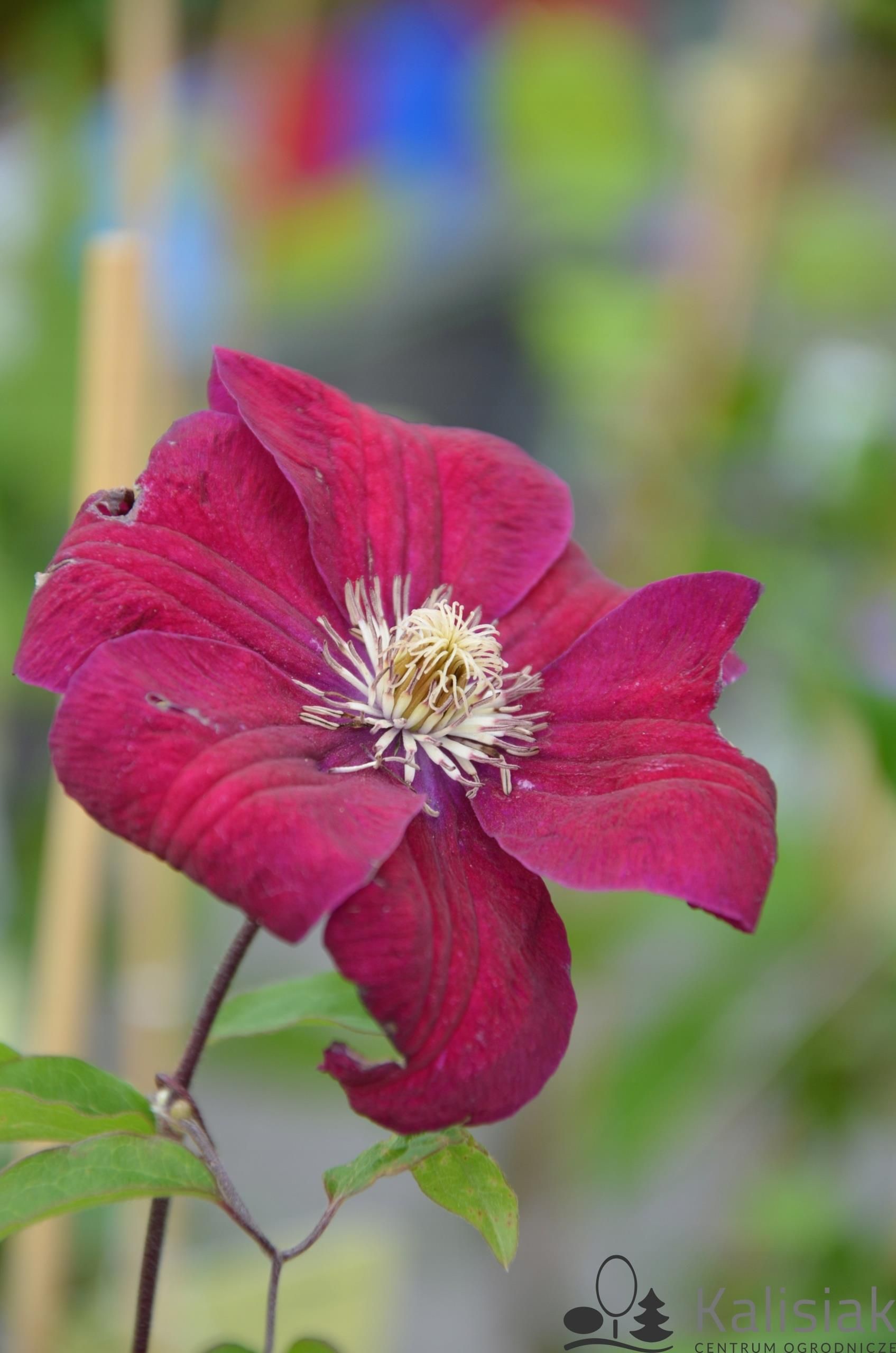 Clematis 'Rouge Cardinal' Powojnik 70-90cm 2L - Ceny i opinie - Ceneo.pl