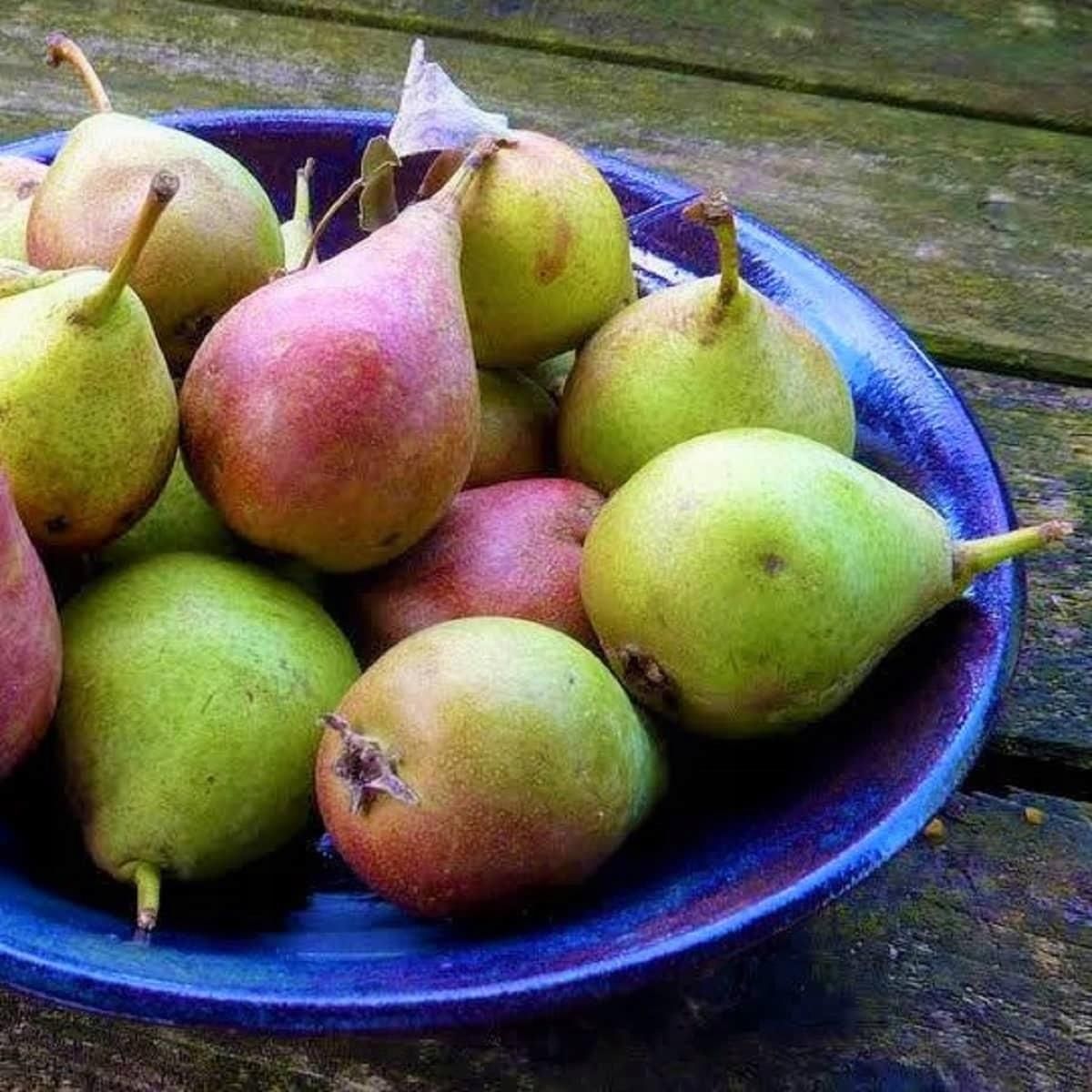 Grusza Witarnia Salzburska Koźlarka Studgarcka - Ceny i opinie - Ceneo.pl
