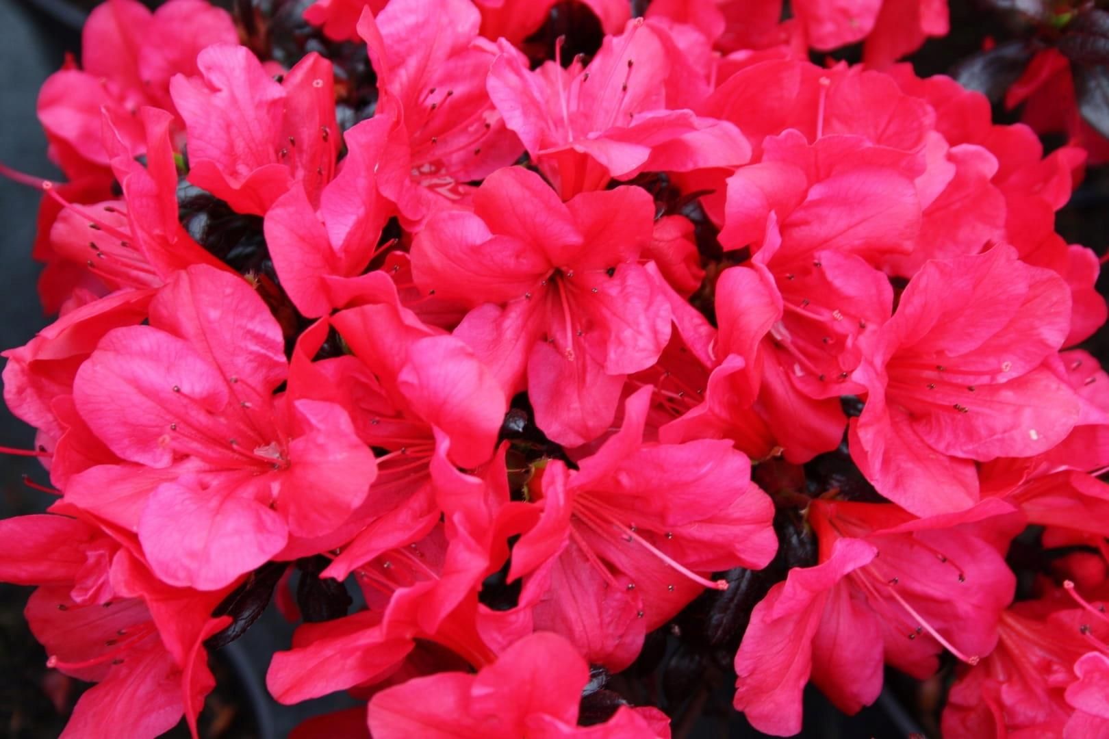 Azalia Japońska Maruschka Karmionowo-Czerwona - Ceny i opinie - Ceneo.pl