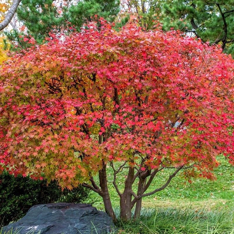 Klon Palmowy Czerwony Duża Sadzonka W Donicy - Ceny i opinie - Ceneo.pl