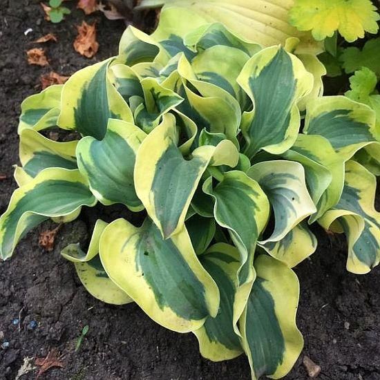 Funkia Hosta Mini Skirt 1szt. - Ceny i opinie - Ceneo.pl