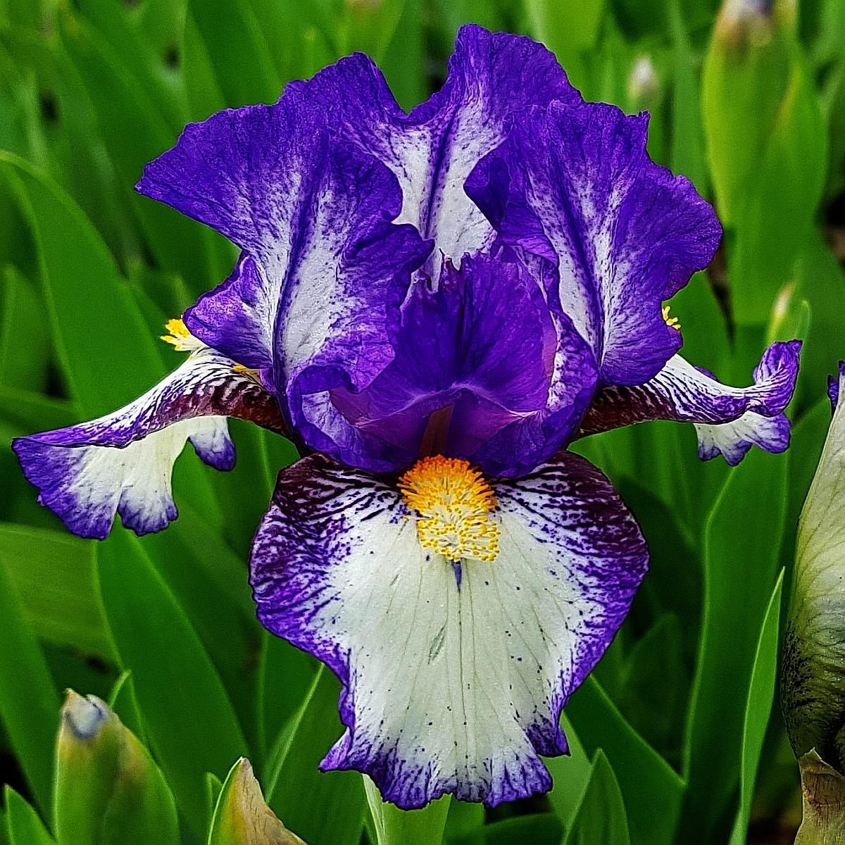 Irys Niski Petite Polka 1szt. - Ceny i opinie - Ceneo.pl