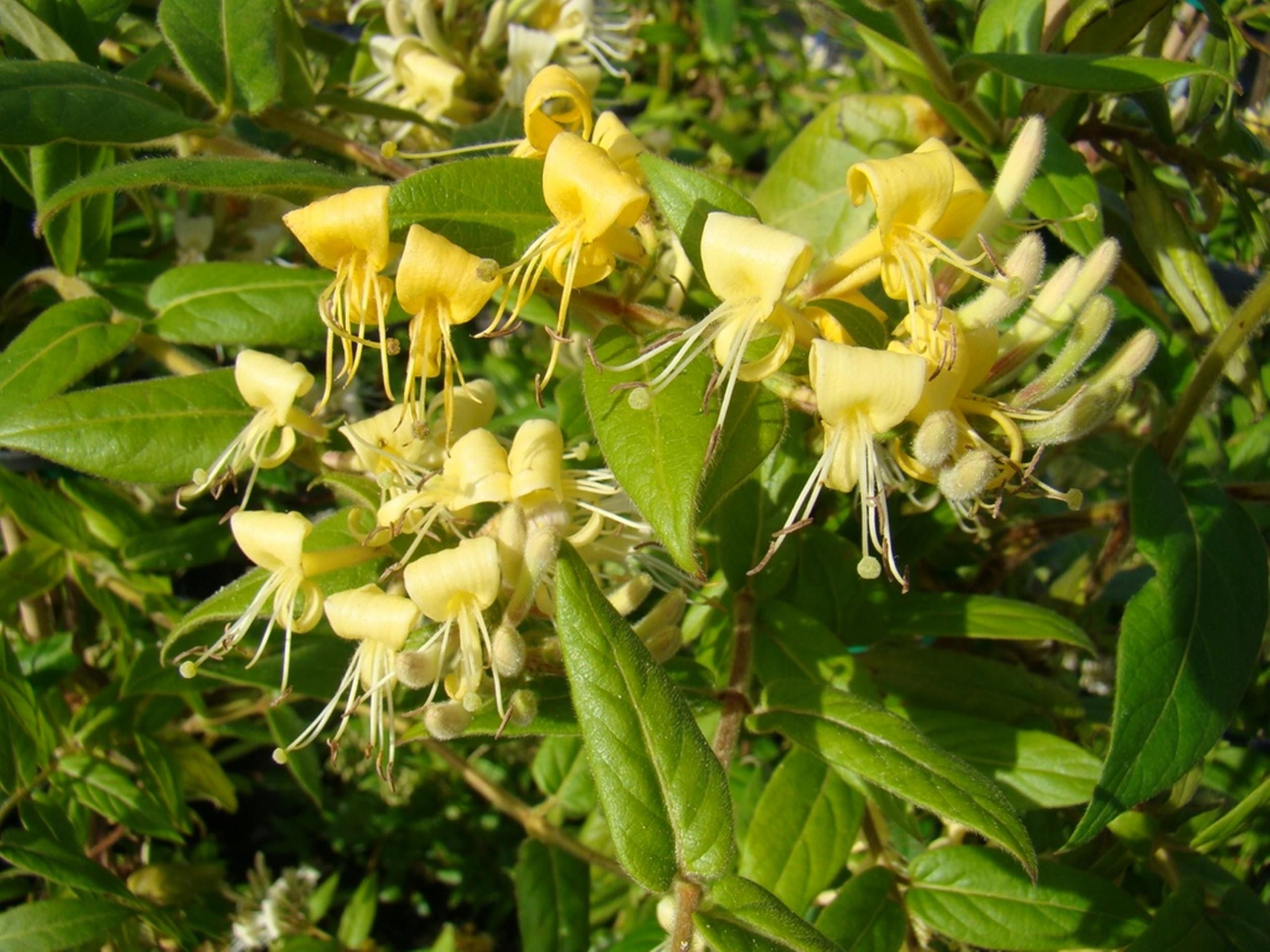 Lonicera Acuminata Wiciokrzew Zaostrzony - Ceny i opinie - Ceneo.pl