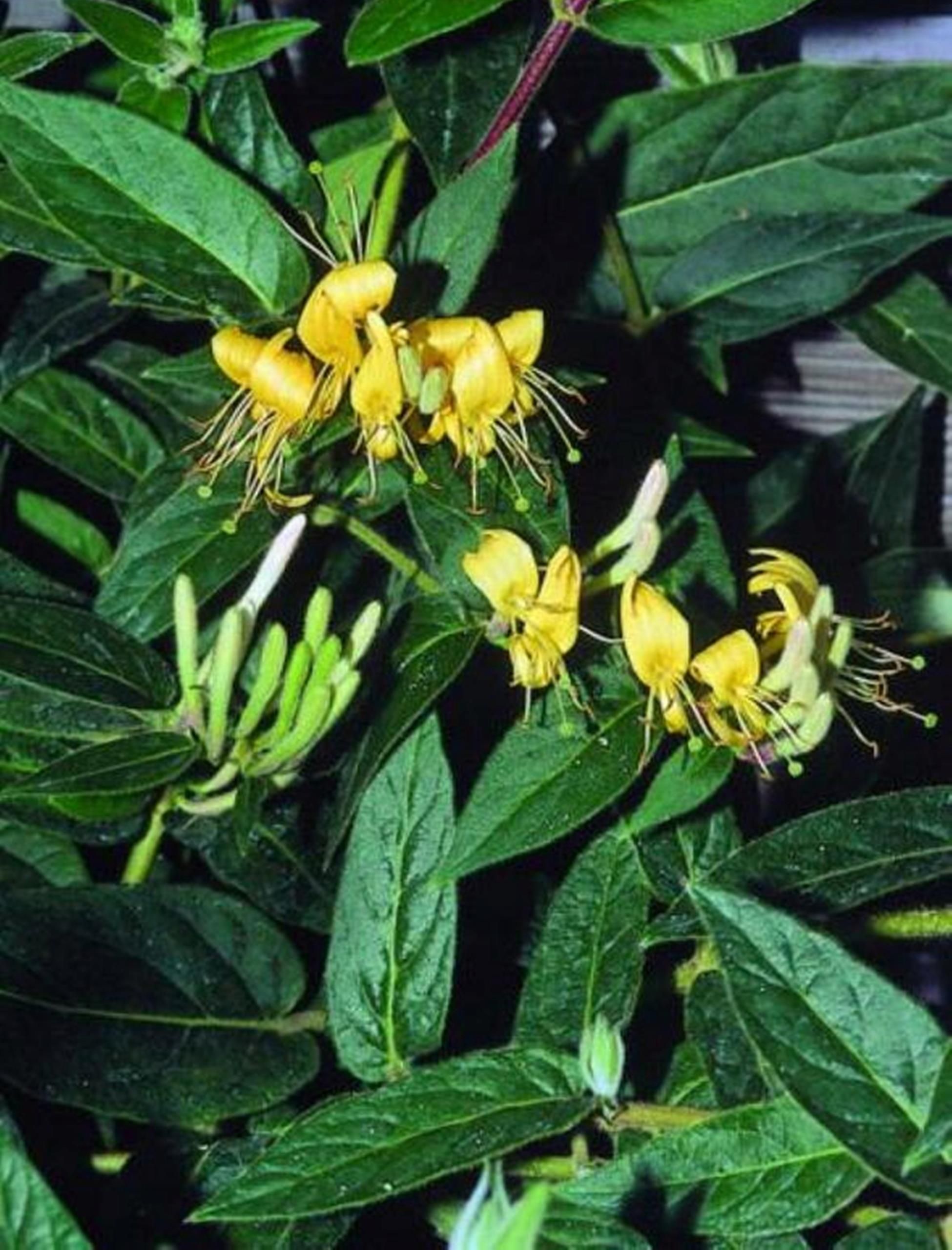 Lonicera Acuminata Wiciokrzew Zaostrzony - Ceny i opinie - Ceneo.pl