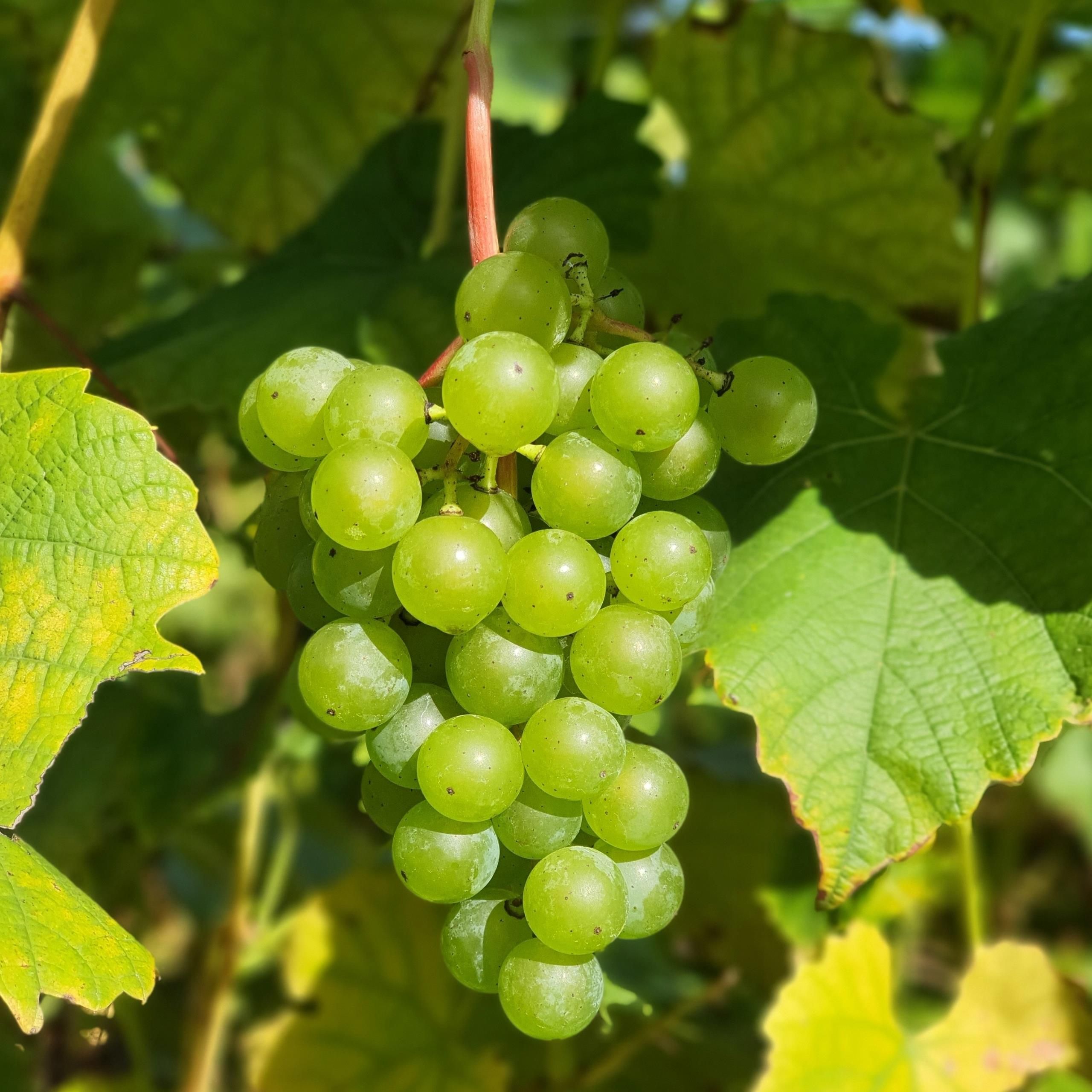 Winorośl Cayuga White 2L Wyjątkowo Smaczna - Ceny i opinie - Ceneo.pl