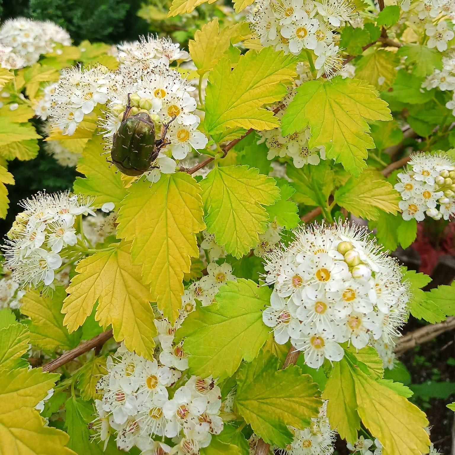 Pęcherznica Kalinolistna Dart S Gold , C2 - Ceny i opinie - Ceneo.pl