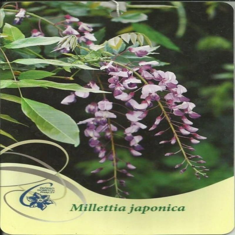 Milletia Japonica - Ceny i opinie - Ceneo.pl