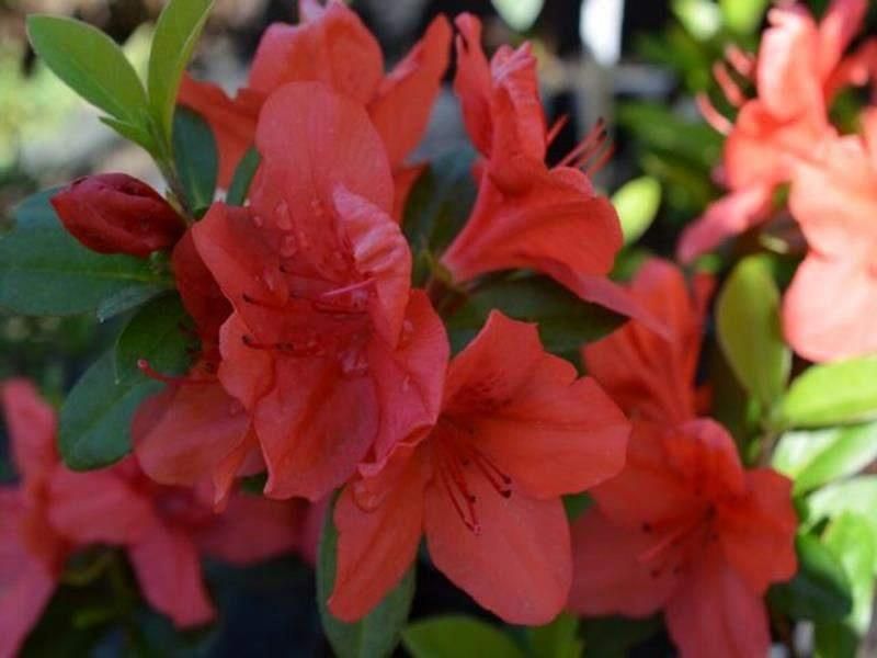 Azalia Japońska Signalgluhen Zimozielona - Ceny i opinie - Ceneo.pl