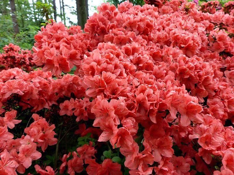 Azalia Japońska Signalgluhen Zimozielona - Ceny i opinie - Ceneo.pl