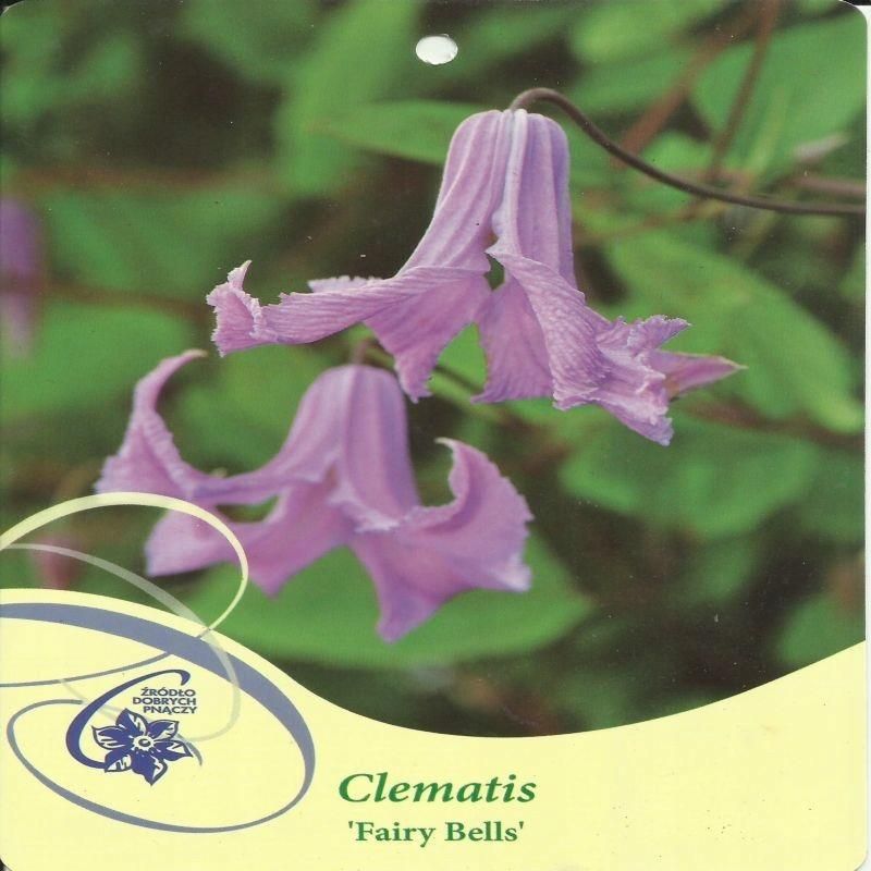 Clematis Fairy Bells Grupa Viticella - Ceny i opinie - Ceneo.pl