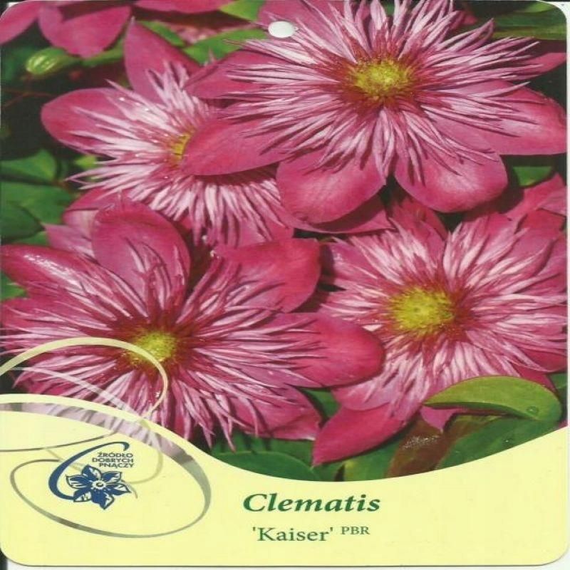 Clematis Kaiser Pbr Blushing Bridesmaid Powojnik W - Ceny i opinie ...