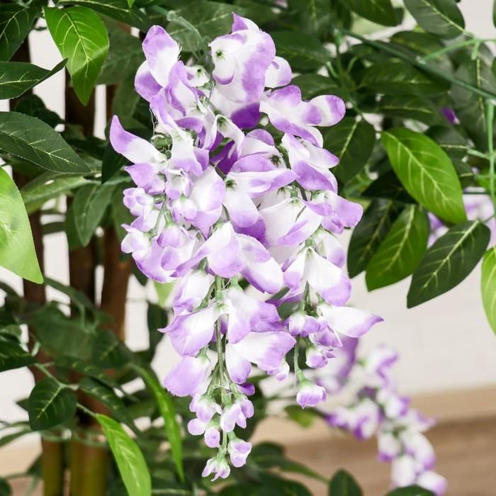 Wisteria Glicynia Kwiecista Multijuga 3 Letnia - Ceny i opinie - Ceneo.pl