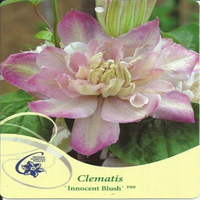 Clematis Innocent Blush Pbr Powojnik Wielkokwiatow - Ceny i opinie - Ceneo.pl