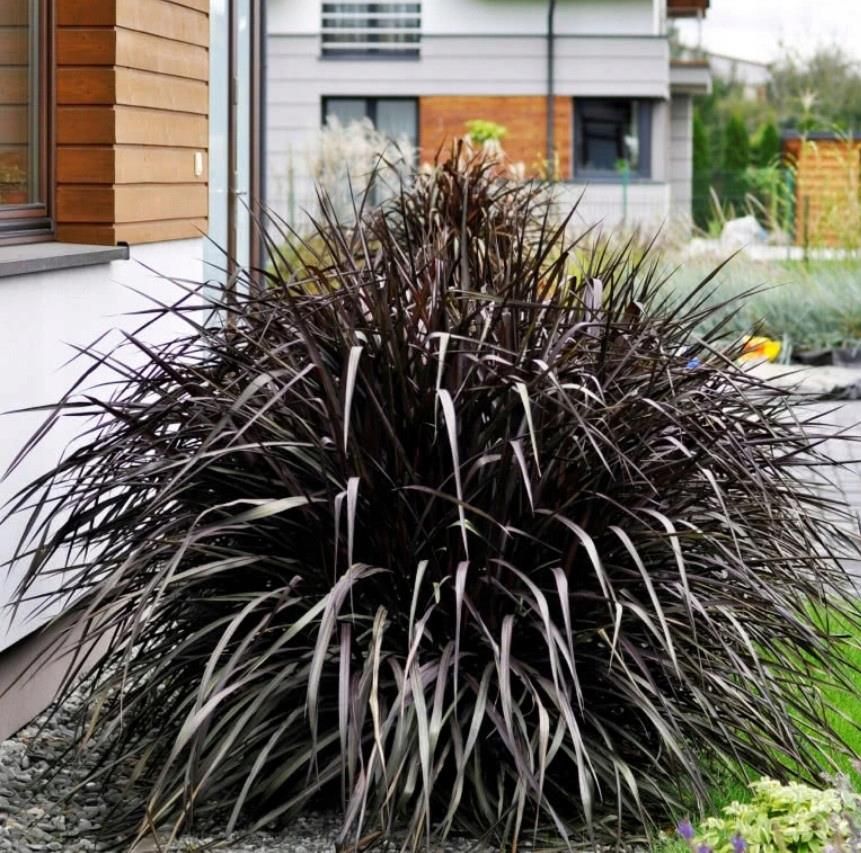 Rozplenica Słoniowa Vertigo Czarna Trawa Sadzonka - Ceny i opinie ...