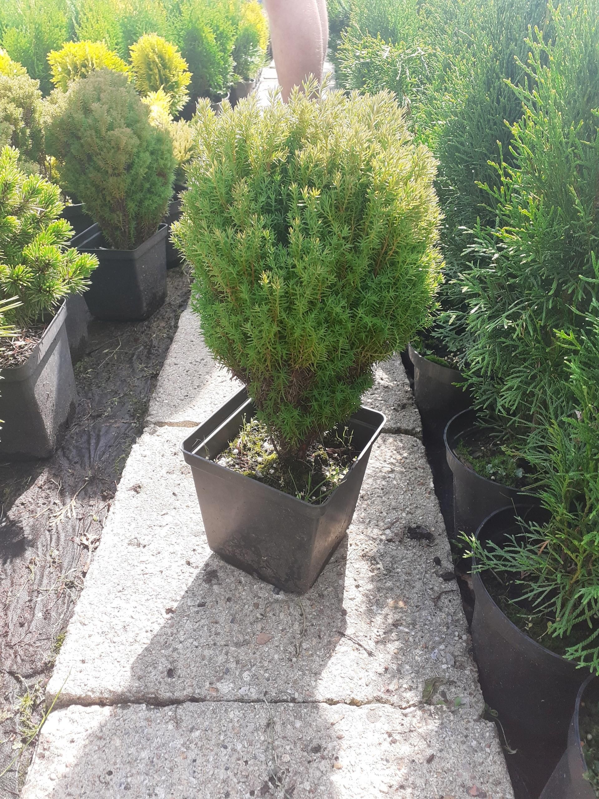 Tuja Teddy. Nowa Odmiana - Ceny i opinie - Ceneo.pl