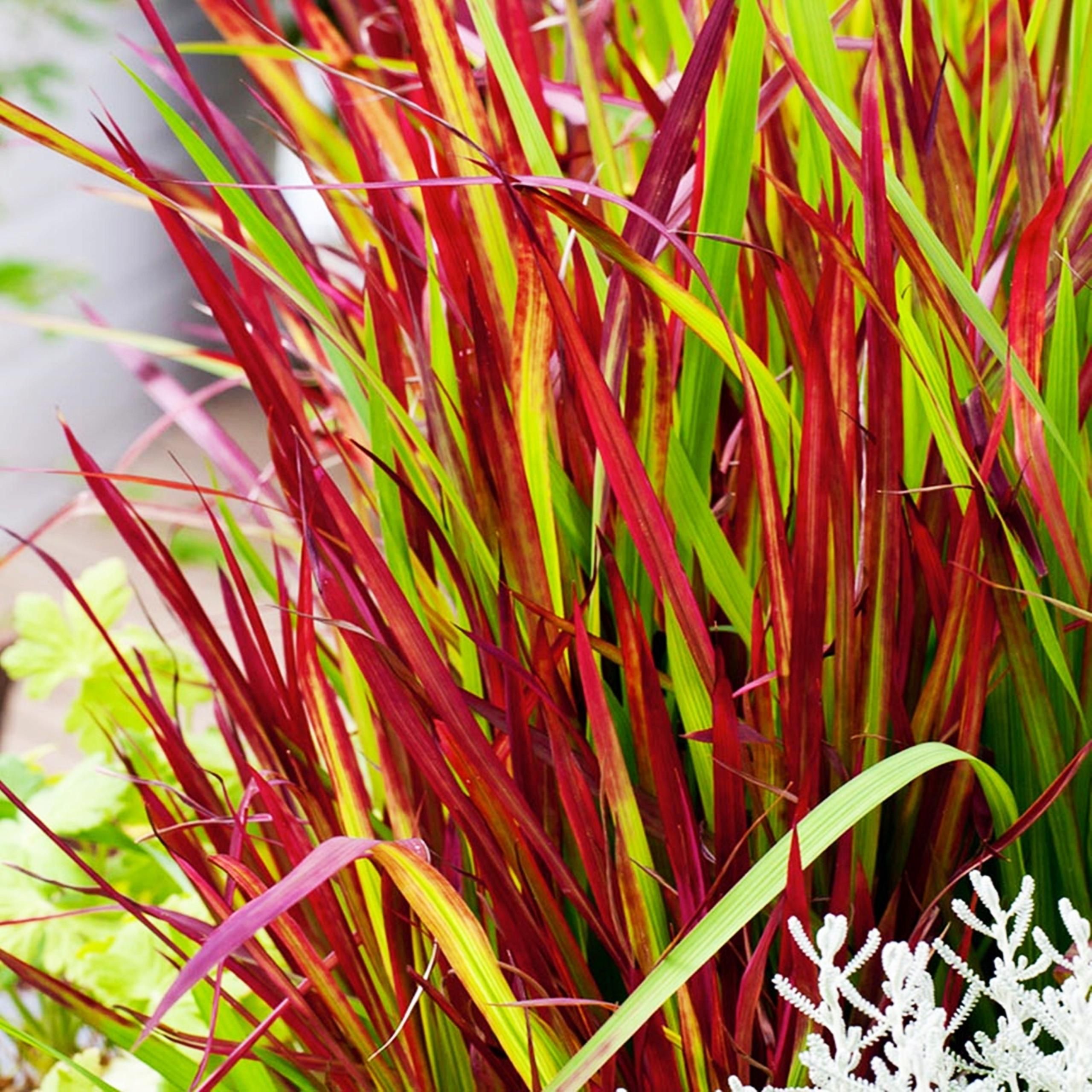 Trawa Ozdobna Imperata Red Baron 1szt. Sadzonka - Ceny i opinie - Ceneo.pl