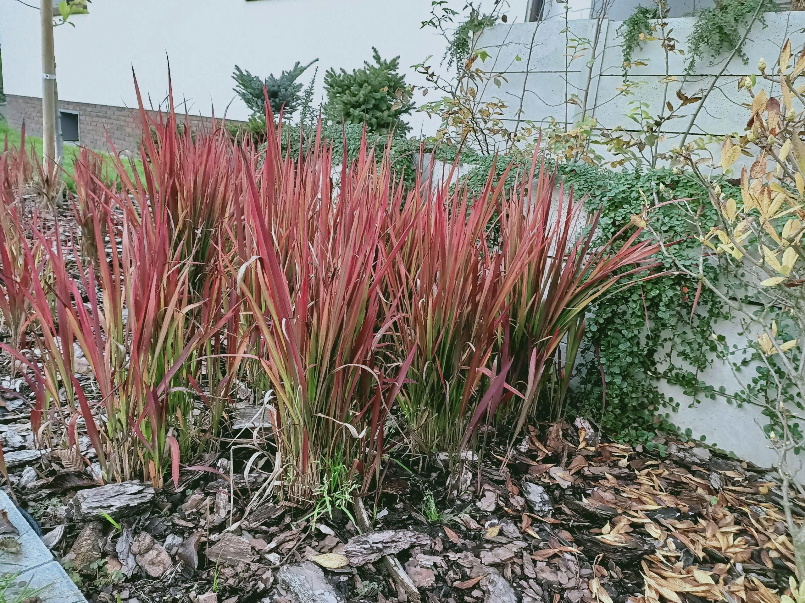 Trawa Imperata Cylindryczna Red Baron - Ceny i opinie - Ceneo.pl