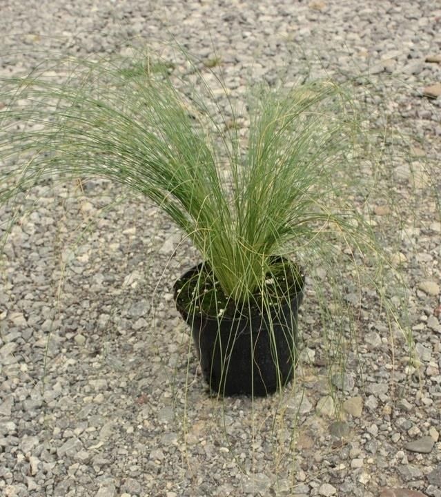 Trawa Ozdobna Pony Tails Koński Ogon W Doniczce - Ceny i opinie - Ceneo.pl