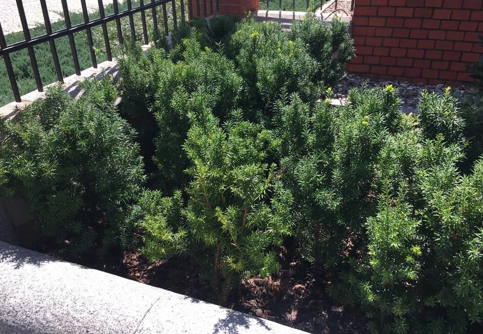 Cis Hillii Hili 2 Litry 30 cm Nie Owocuje - Ceny i opinie - Ceneo.pl