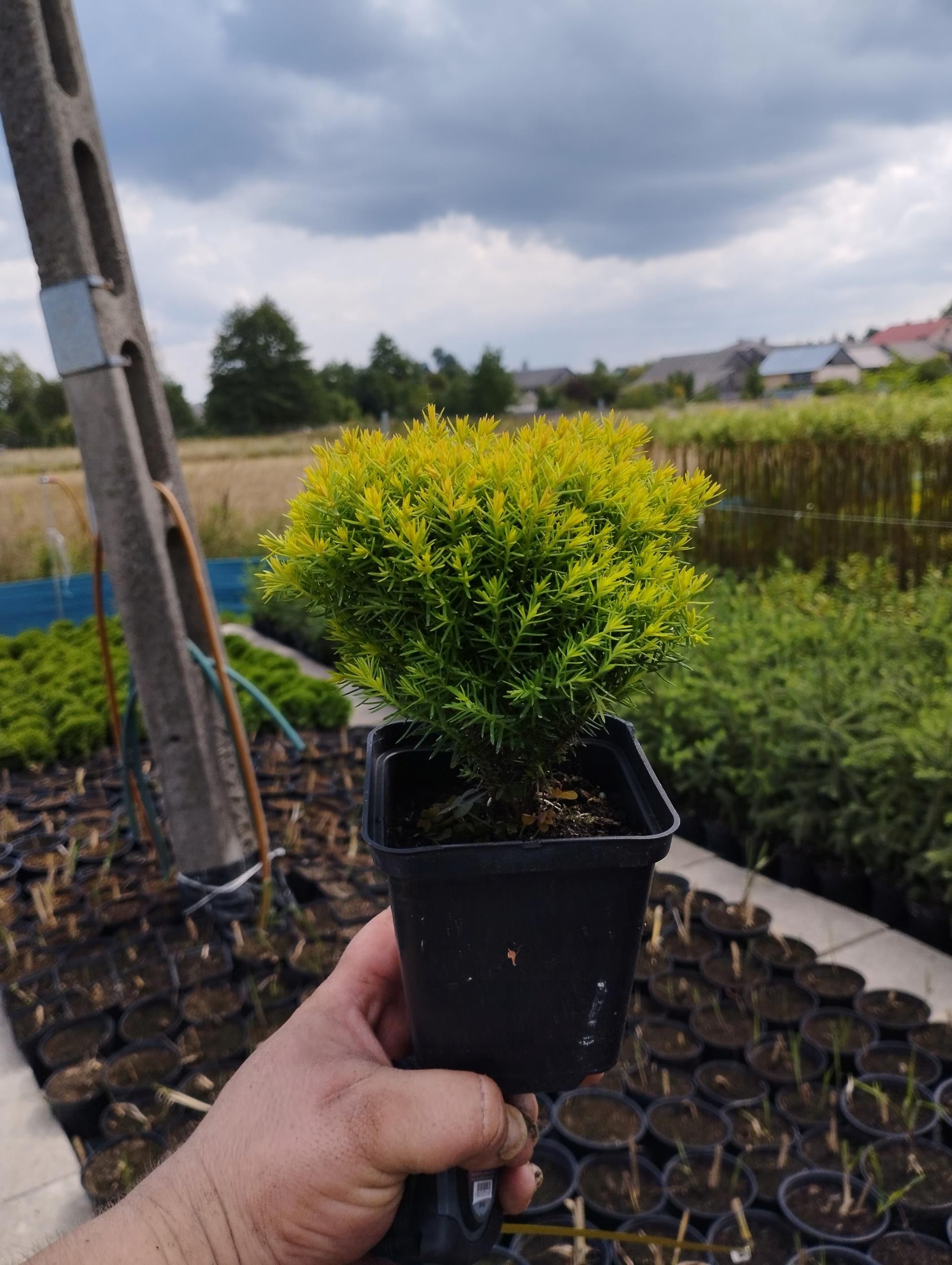 Tuja Teddy. Gęsta, Puszysta Kula - Ceny i opinie - Ceneo.pl