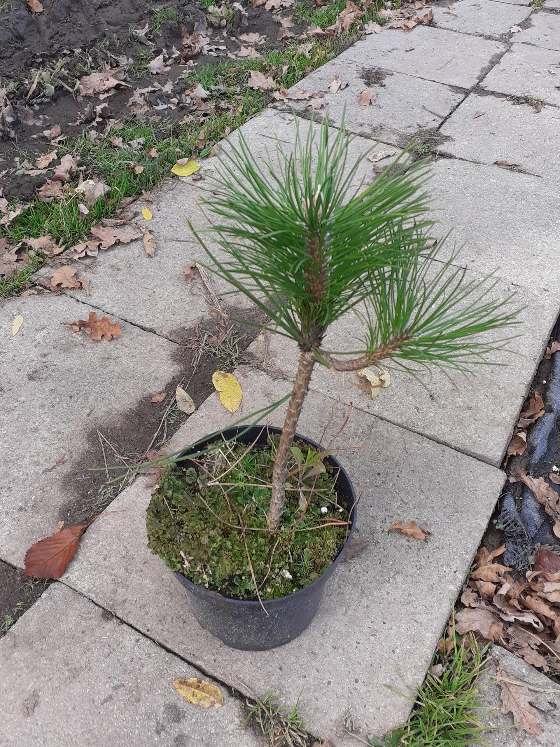 Sosna Czarna. Duża Sadzonka - Ceny i opinie - Ceneo.pl
