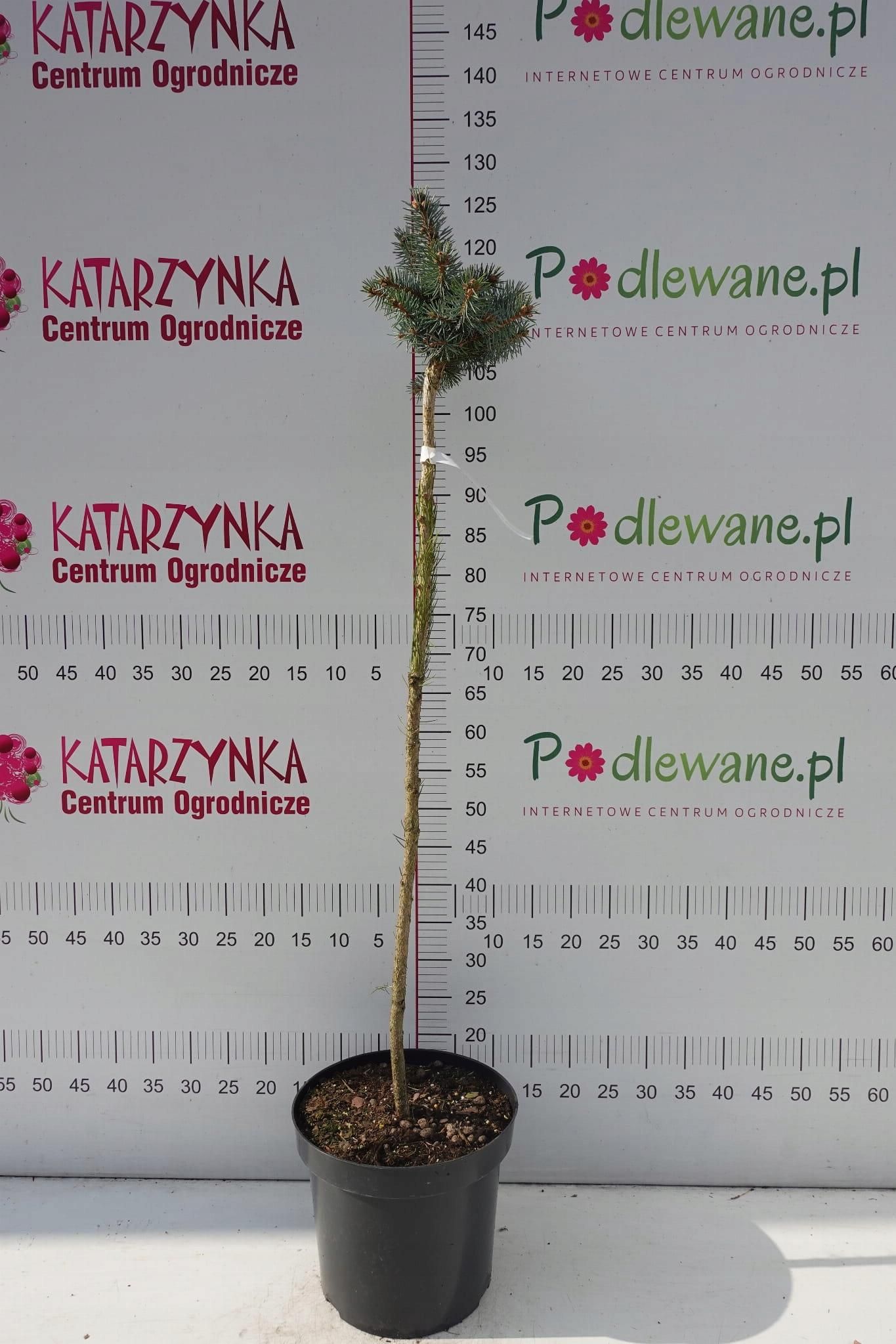 Świerk Nidiformis Kalous Szczepiony Na Pniu Pa Ceny I Opinie Ceneo Pl