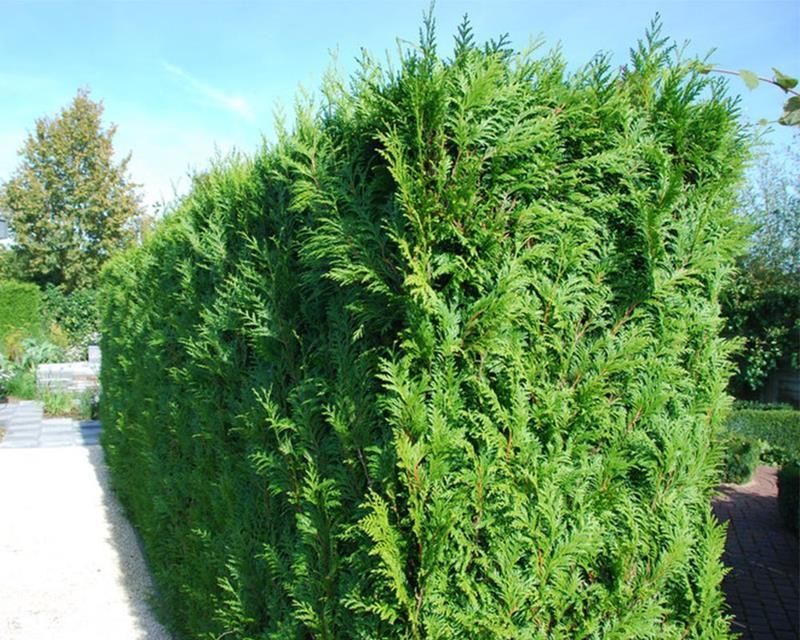 Tuja Thuja Brabant Idealna Na Gęsty Żywopłot - Ceny i opinie - Ceneo.pl