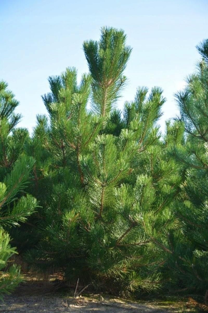 Sosna Czarna Pinus Nigra Sosna Kolumnowa Sadzonka - Ceny i opinie ...