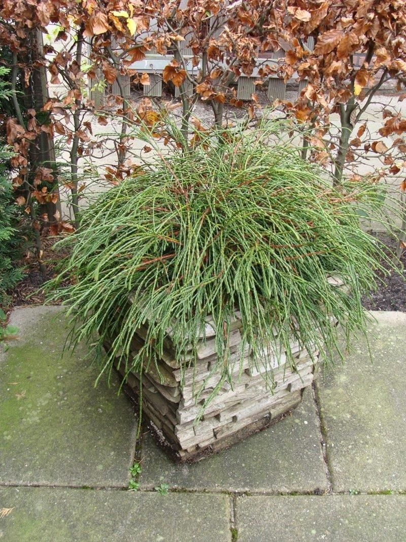 Tuja Thuja Whipcord Sadzonka Nitkowata W Donicy - Ceny i opinie - Ceneo.pl