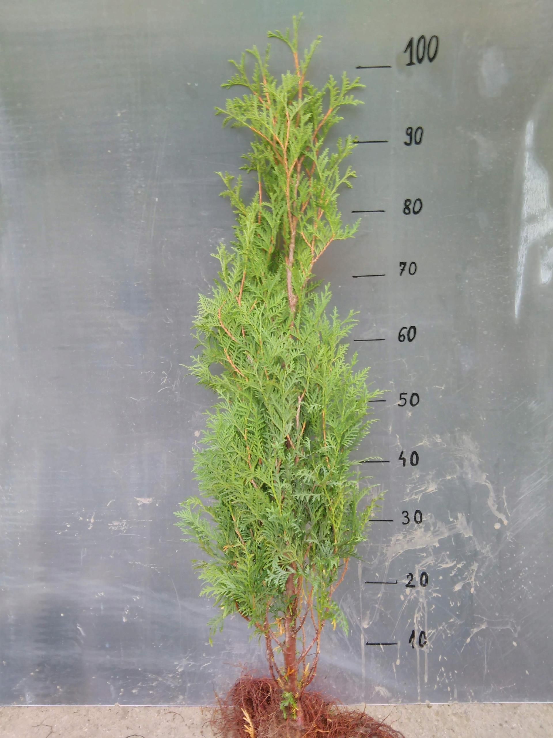 Thuja Tuja Brabant 100-120cm 20 Sztuk Żywopłot - Ceny i opinie - Ceneo.pl
