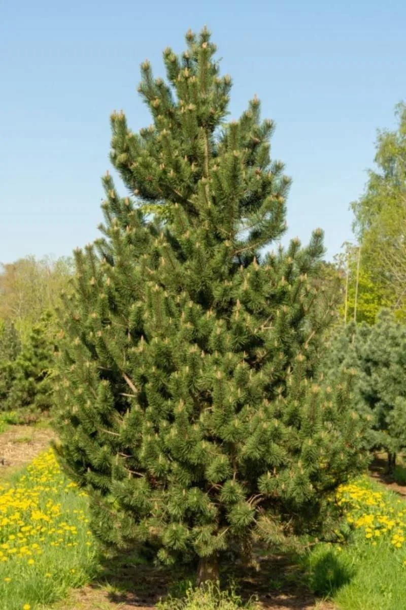 Sosna Hakowata Sosna Kolumnowa Duża Sadzonka 160cm - Ceny i opinie ...