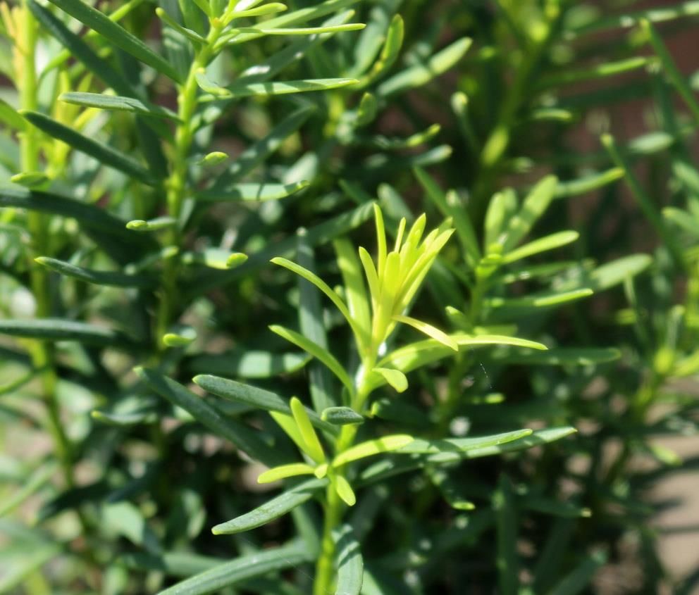 Cis Hicksii Hicksi Donica 2 Litry 30 cm Jak Hillii - Ceny i opinie ...