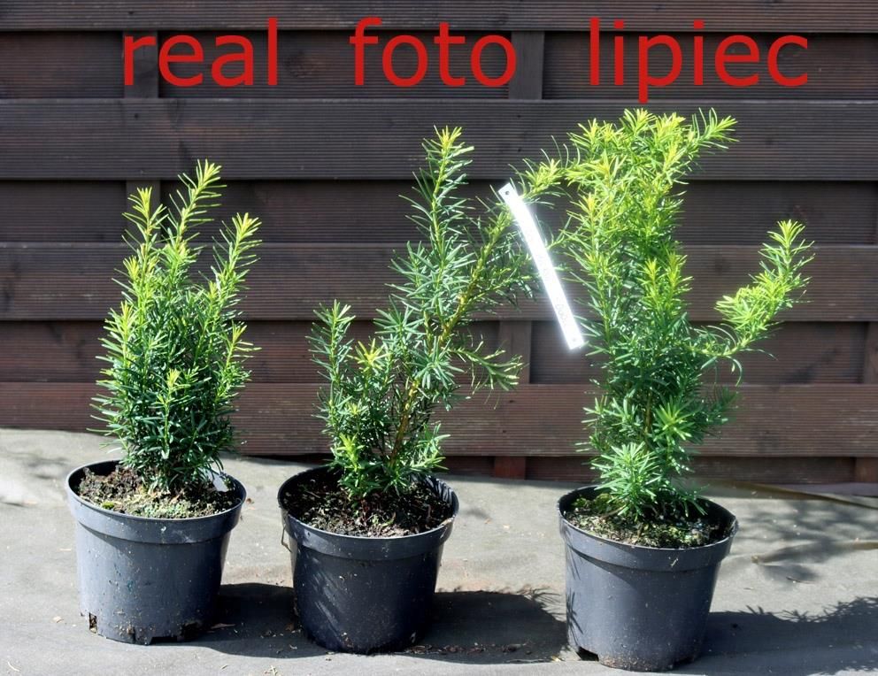 Cis Hicksii Hicksi Donica 2 Litry 30 cm Jak Hillii - Ceny i opinie ...